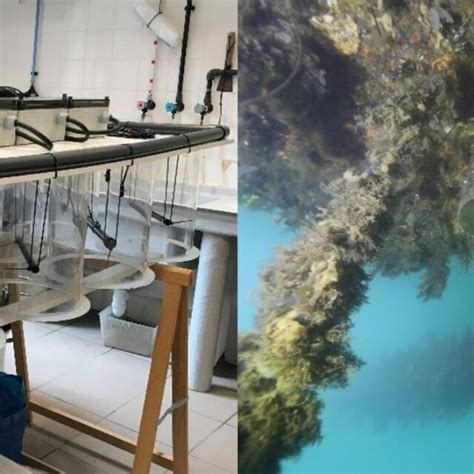 In Situ Warming Structure Deployed In The Marinas Photo Credit