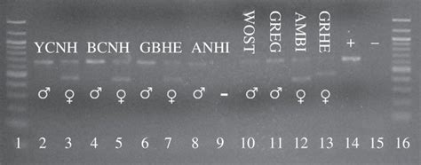 Agarose Gel Stained With Ethidium Bromide Showing Sex Determination Of Download Scientific