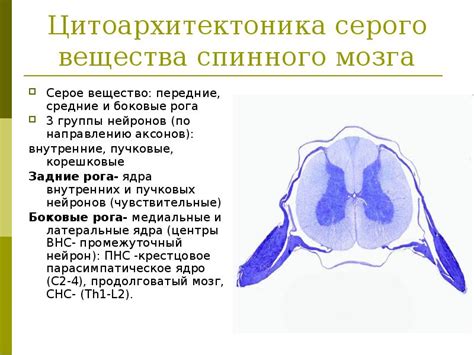 Органы нервной системы Спинной и головной мозг Рефлекторные дуги