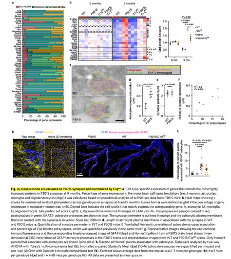 Nature Aging—胶质细胞研究重磅：ad中，补体c1q通路介导了星胶和小胶对兴奋性和抑制性突触的吞噬作用 抑制性 补体 星胶 通路 健康界