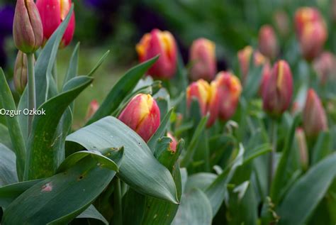 Natures Colorful Carnival Özgür Özkök