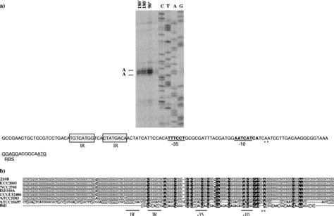Determination Of The B Breve 210b Ser Transcription Initiation Site By Download Scientific