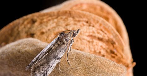 Timely Codling Moth Now Identification And Management Crucial In Walnut