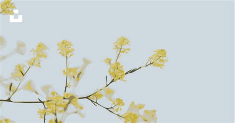 푸른 하늘을 배경으로 노란 꽃이 피는 나뭇가지 벡터 Unsplash의 무료 봄 이미지