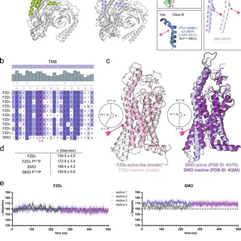 The Overall Conformations Of Tm6s In Active Gpcrs A Cb1 And Smo Example