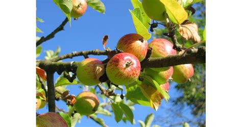 Торене на ябълкови дръвчета Български Фермер