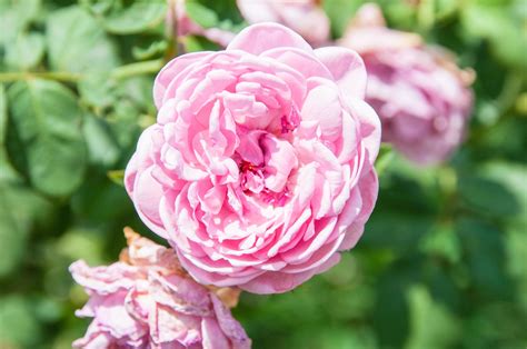 Natural Flower Background Amazing Nature View Of Flowers Blooming In