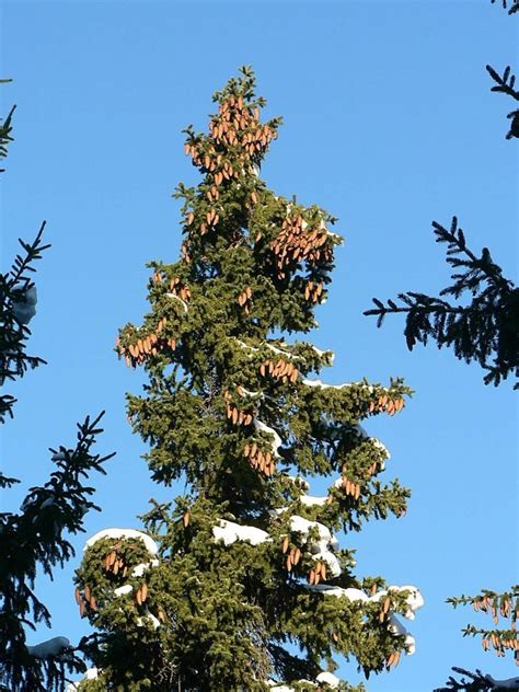 Free Picture Spruce Tree Top Cones