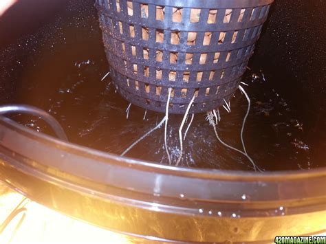 Dwc Water Level Question 420 Magazine