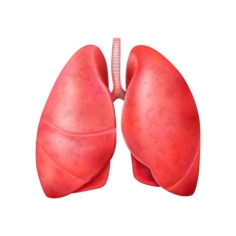 Respiratory System Quiz Quiz