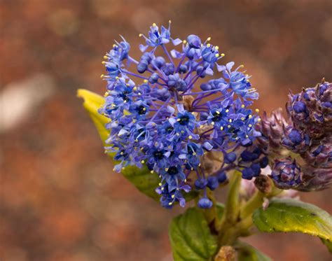 Ceanothus ‘concha The Watershed Nursery
