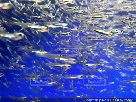 イワシの稚魚の群れの写真・画像素材 Snapmart（スナップマート）