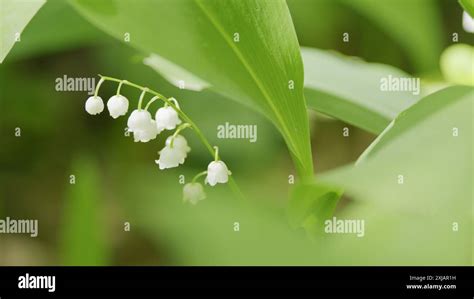 Slow Motion Flowers Of Lily Of Valley Delicate Fragrant Flower Bloomed Convallaria Majalis