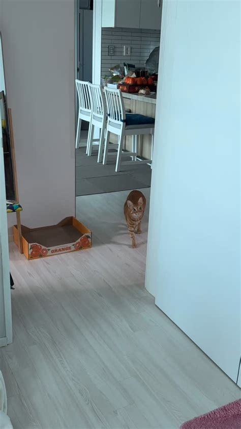 체다치즈캣🧀 집사가 폰 바꾸고 부터 귀를 자꼬 이따구로 찍는다옹 체다성장기 코숏치즈 치즈테비 고무고무 토괭이 아이폰16프로 광각맛집 고양이일상 묘생일기 냥스타그램