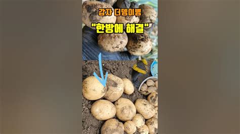 굵고 큰감자 수확하려면 밑거름으로 이것을 넣고 심으면 병해충 없이 감자가 잘 달려요 감자더뎅이병 한방에 해결 감자병해충