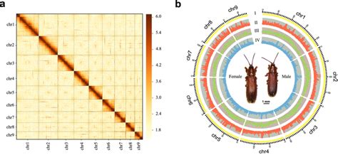 Heatmap Of Genomic Hi C Data And Overview Of The Genomic Landscape Of Download Scientific