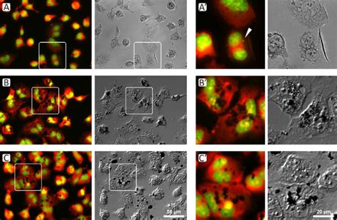 Mwcnt And Cb Interfere With Mn Assay Read Out A549 Cells Were Treated