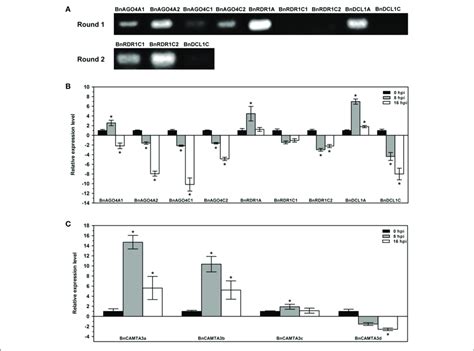 Expression Profiles Of B Napus Ago4 Rdr1 Dcl1 And Camta3 Genes Download Scientific