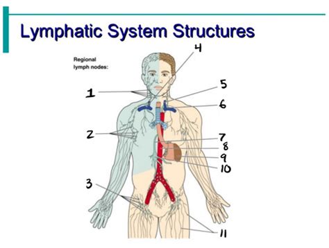 Lymphatic System Structures Flashcards Quizlet