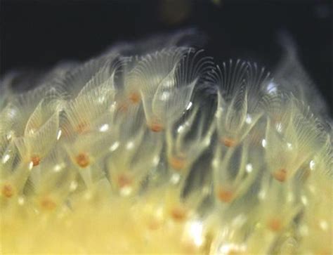 The Blob Invades Hilton Pond Attack Of The Bryozoans