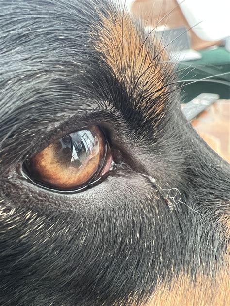 How To Fix Macro Mode On Your Iphone 13 Pro Whistleout