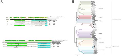 Metagenomic Identification Of Novel Eukaryotic Viruses With Small Dna Genomes In Pheasants