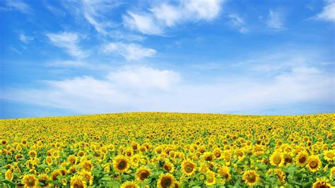 100 Refreshing Wallpapers