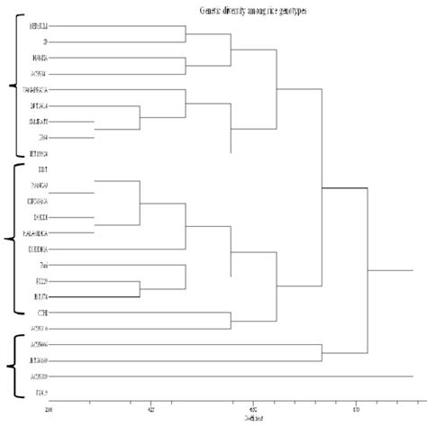 Dendrogram Of 24 Rice Lines Derived From Upgma Cluster Analysis Using