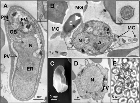 Plasmodium Structure