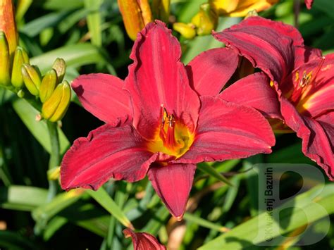 Hemerocallis Oriental Ruby Kwekerij Bazuin