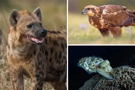 Animals That Use Echolocation Nature Roamer Animals That Use Echolocation Nature Roamer