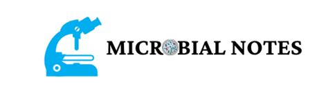 India Ink Staining Principle Procedure And Results Microbial Notes