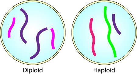 Picture Of Diploid