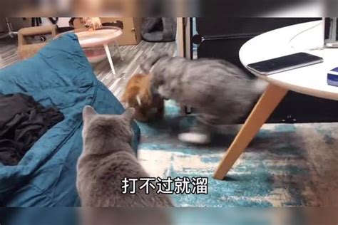 还记得一年前流浪的小橘猫吗不知不觉过了一年了