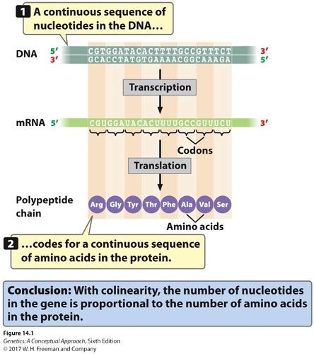 Chapter RNA Molecules And RNA Processing Flashcards Quizlet