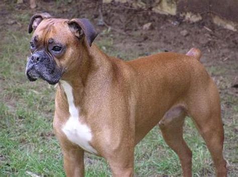 Common Boxer Breed Medical Problems Pets