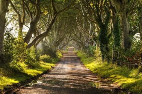 20 Amazing Beautiful Tree Tunnels Landscapes 1001 Gardens