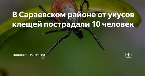 В Сараевском районе от укусов клещей пострадали 10 человек Новости — РЗН инфо Дзен