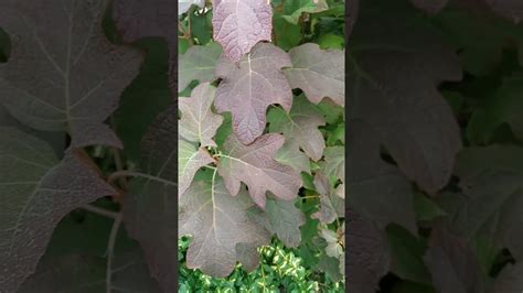 Гортензия дуболистная "Бургундия" в сентябре | Hydrangea quercifolia ...