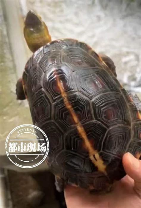 世界龟鳖日江西甲鱼苗种和种蛋产量 全国第一 腾讯新闻