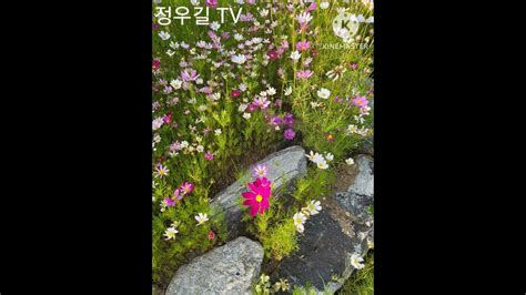 임영웅당신빗길안전운행 하시고 행복하세요 Youtube