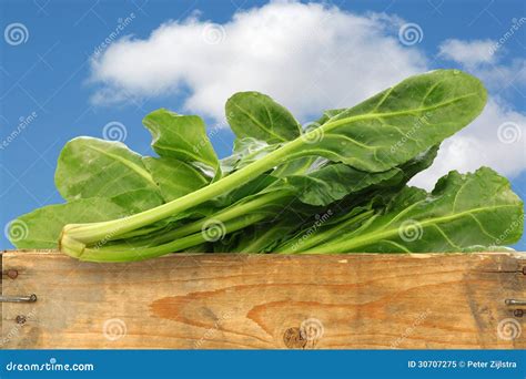 Ipomoea Aquatica Swamp Cabbge Swamp Cabbage White Stem Royalty Free