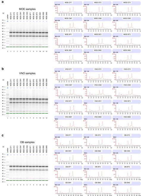 Gene Expression Profiling Of The Olfactory Tissues Of Sex Separated And