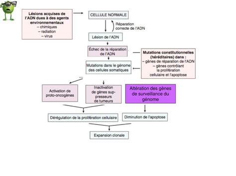 Ppt Tumeurs Powerpoint Presentation Free Download Id3387552