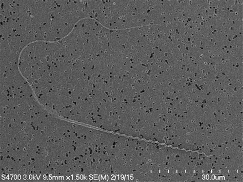 Elasmobranch Reproduction Sezarc