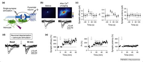 Astrocytes Control Synaptic Transmission And Plasticity At The Download Scientific Diagram