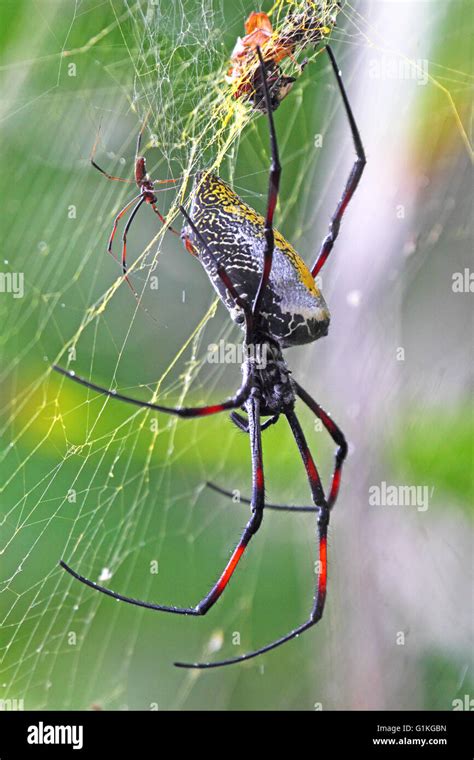 Female Orb Weaver Spider Female Golden Orb Weaver Ausemade