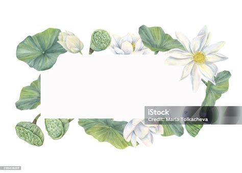수채화 피는 흰색 연꽃 사각형 고립 된 프레임 새싹 씨앗 꼬투리 잎 식물 그림 인사말 카드 초대장 라벨에 대 한 수련 꽃을 손으로 그릴 수 있습니다 텍스트 공간 복사 0명에