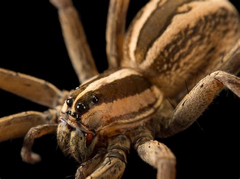Wolf Spider Bite Information