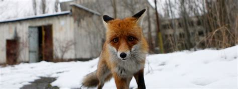 Mutations Animales De Tchernobyl
